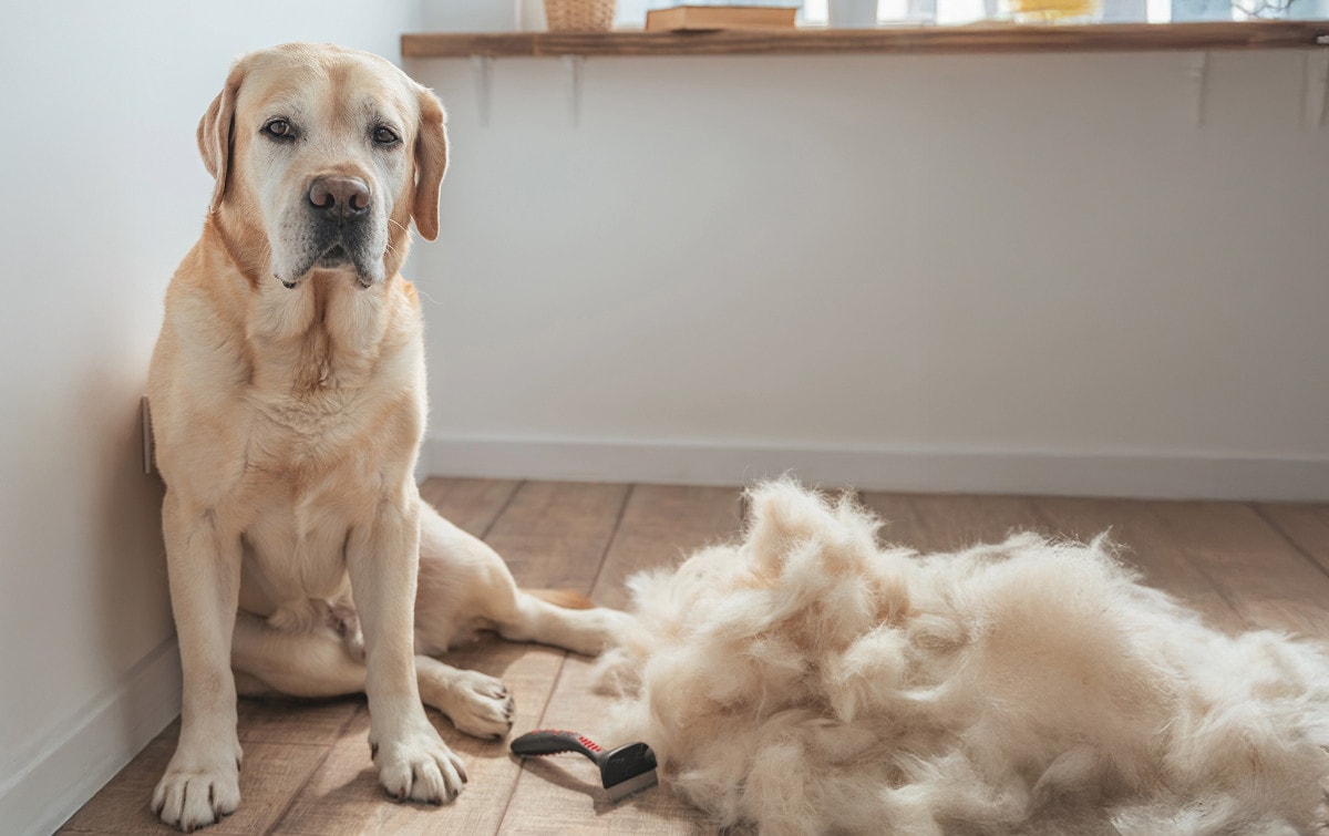 Je dier in de rui? Help hem een haartje!