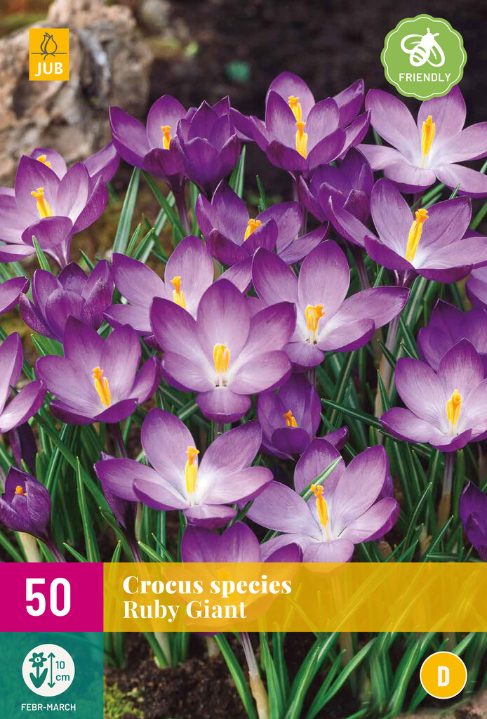 X 50 Crocus species Ruby Giant