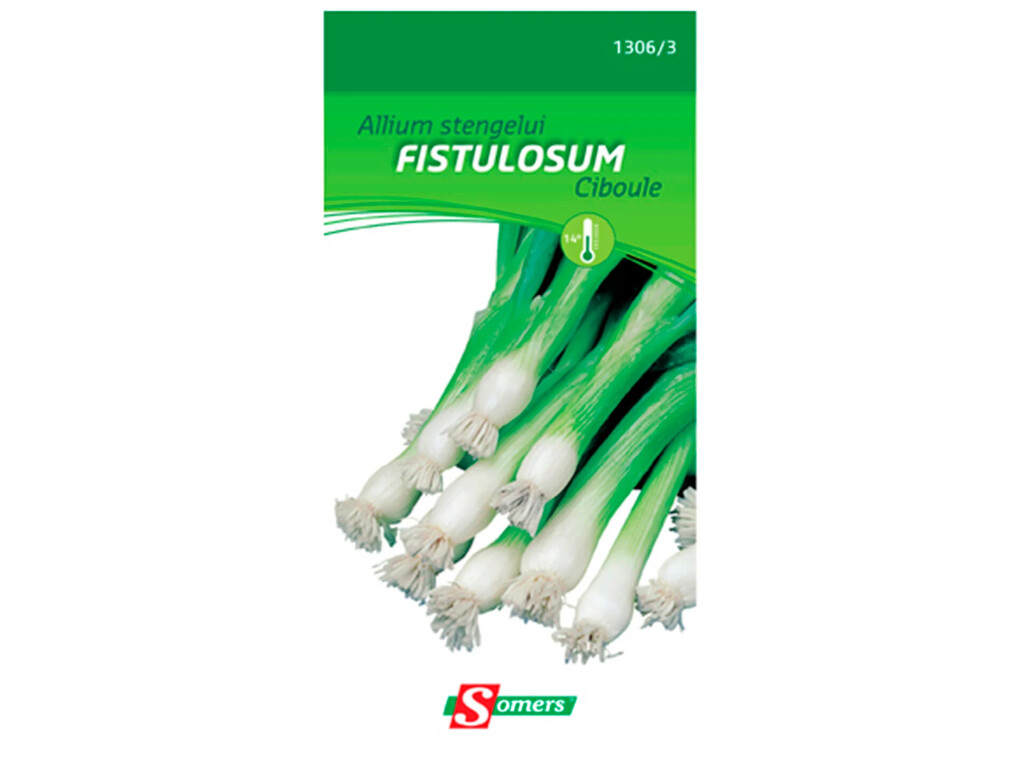 Allium stengelui Fistulosum