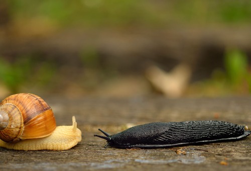 Bescherm je planten tegen slakken | Horta Tuin & Dier