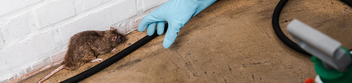 Ratten en muizen vangen of verjagen | Horta Tuin & Dier