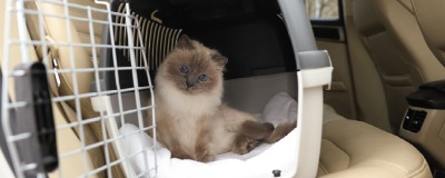 In de auto met je kat: do's en dont's | Horta Tuin&Dier