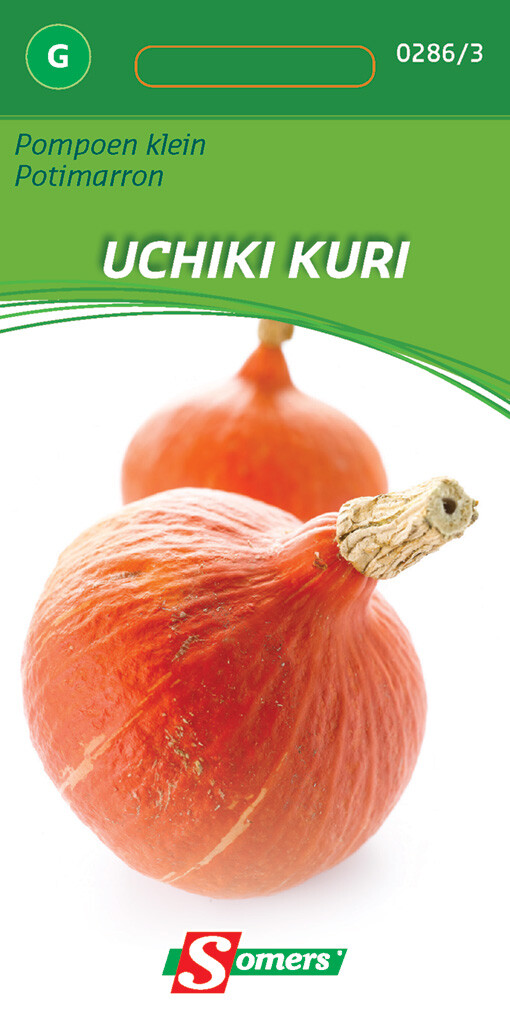 Pompoen Uchiki Kuri