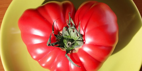 De 5 tomaten-types | Horta Tuin & Dier