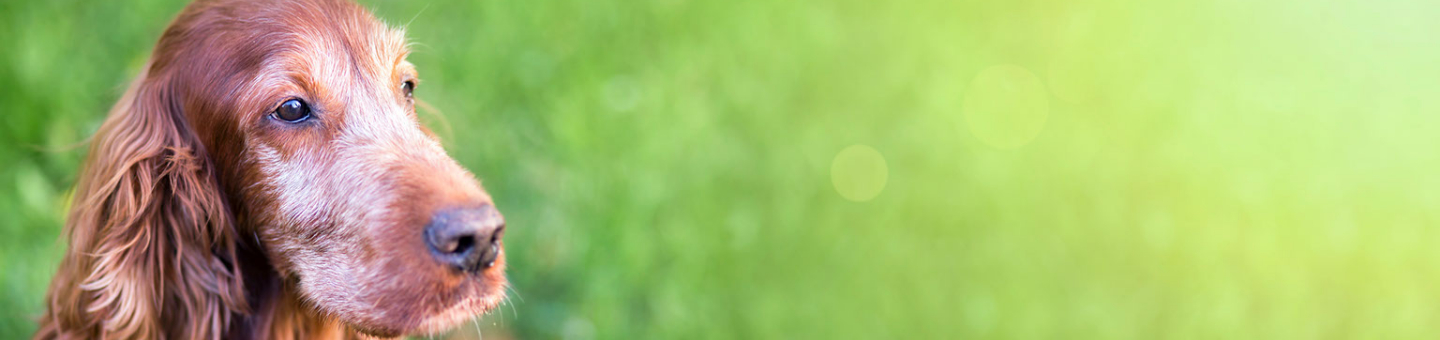 Een goede verzorging voor een oudere hond | Horta Tuin & Dier