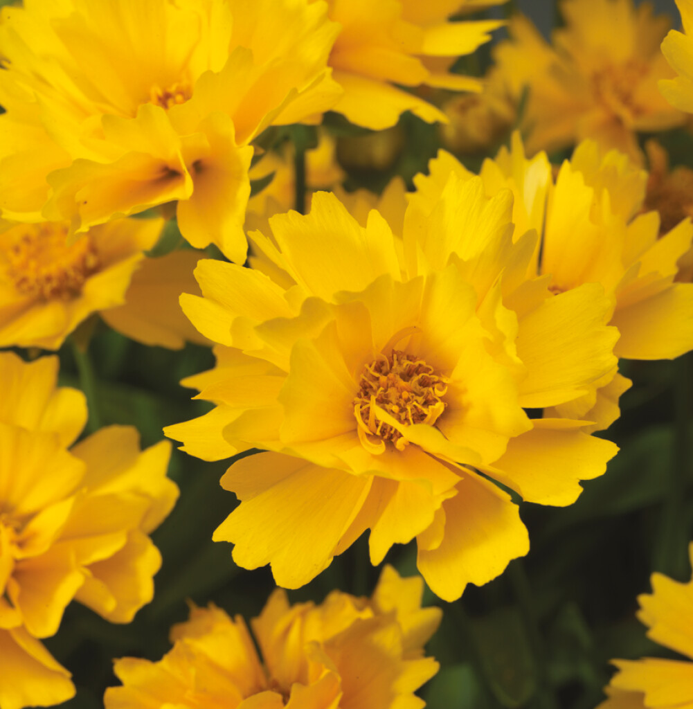 Aménager une plate-bande en 3 étapes | Horta Jardin&Animaux