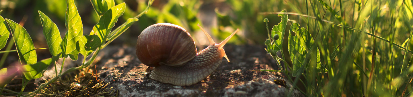 Bescherm je planten tegen slakken | Horta Tuin & Dier