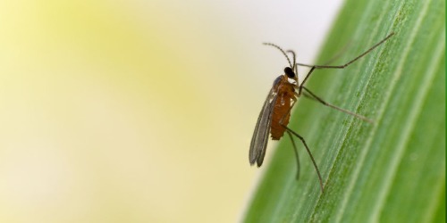 Gezocht: nuttige insecten in de tuin | Horta Tuin & Dier