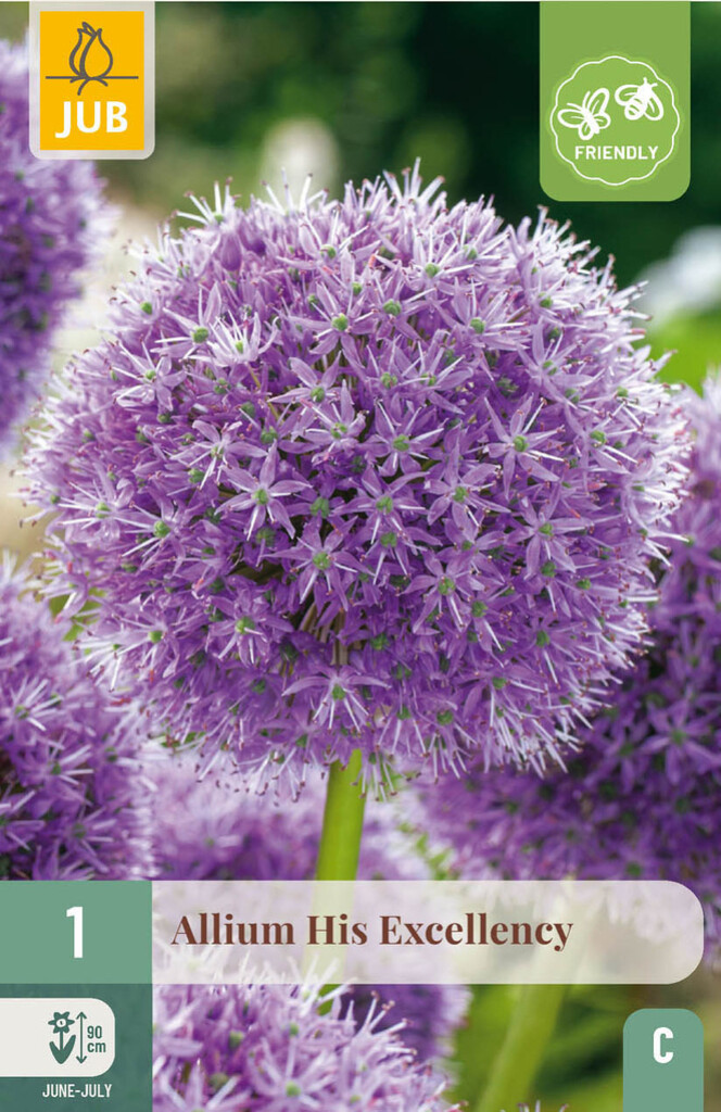 X1 Allium His Excellency 18/20