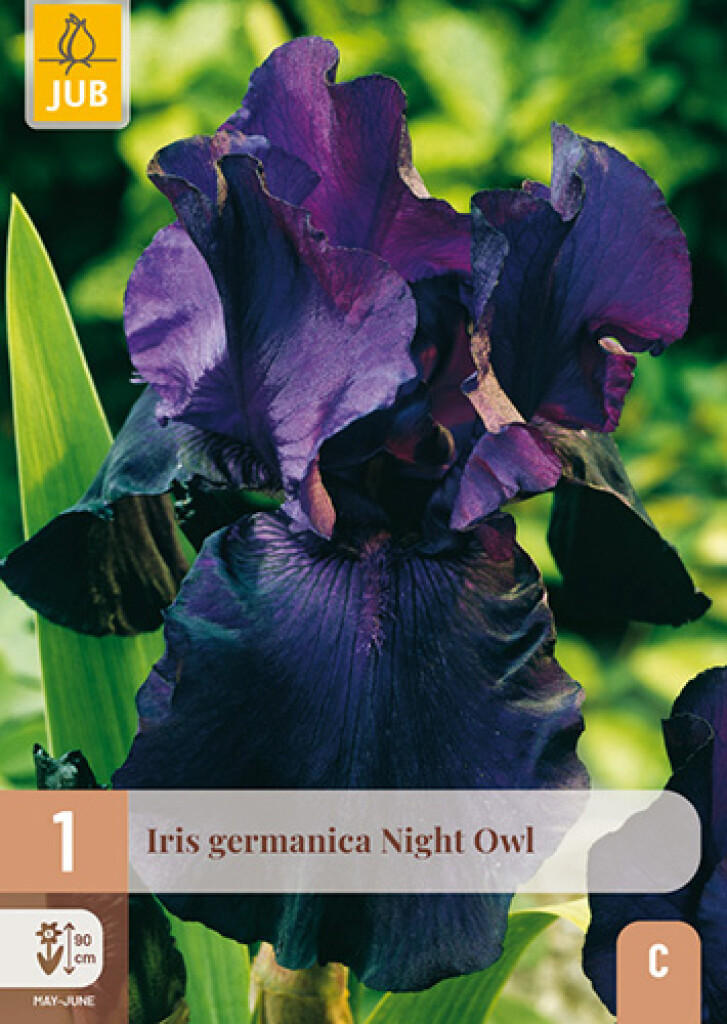 X1 Iris Germanica Night Owl
