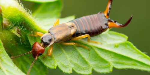 Gezocht: nuttige insecten in de tuin | Horta Tuin & Dier