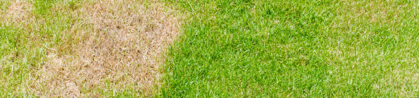 Kale plekken in je gazon herstellen | Horta Tuin & Dier