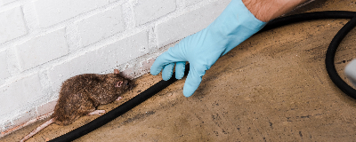 Ratten en muizen vangen of verjagen | Horta Tuin & Dier