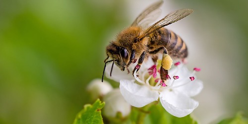 Gezocht: nuttige insecten in de tuin | Horta Tuin & Dier