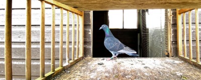 Het duivenhok | Horta Tuin & Dier