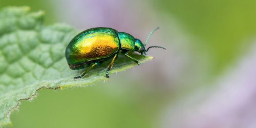 Gezocht: nuttige insecten in de tuin | Horta Tuin & Dier