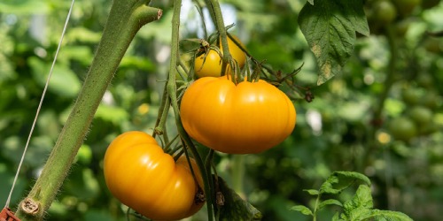 De 5 tomaten-types | Horta Tuin & Dier