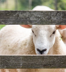 Schaap, geit, hert & varken