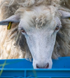 Schaap, geit, hert & varken
