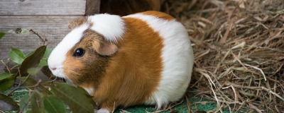 Een cavia verzorgen: enkele tips | Horta Tuin & Dier