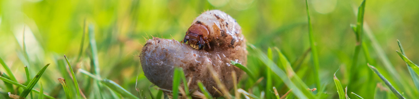 Engerlingen of emelten in je gazon bestrijden | Horta Tuin & Dier