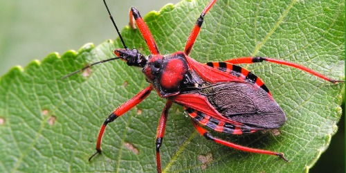 Gezocht: nuttige insecten in de tuin | Horta Tuin & Dier