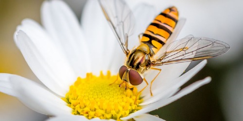 Gezocht: nuttige insecten in de tuin | Horta Tuin & Dier