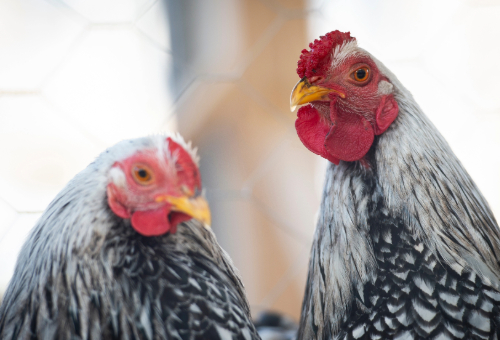 Wat te doen in de tuin: januari | Horta Tuin & Dier