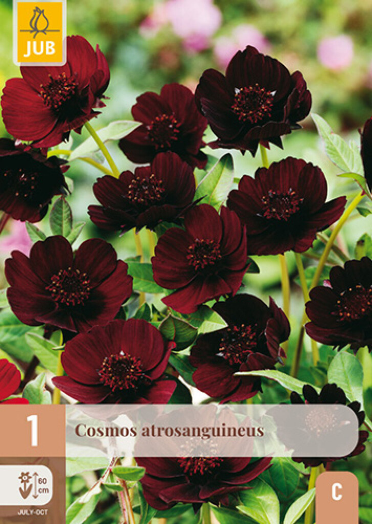 X1 Cosmos Atrosanguineus