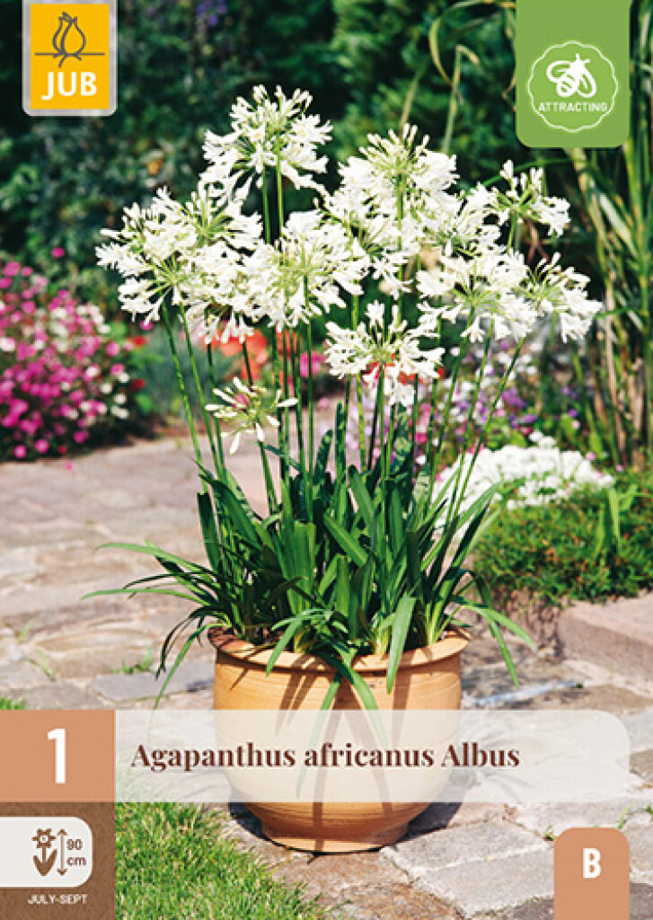 X1 Agapanthus Africanus Albus