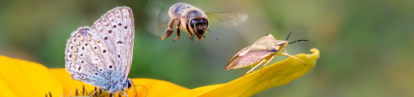 Gezocht: nuttige insecten in de tuin | Horta Tuin & Dier